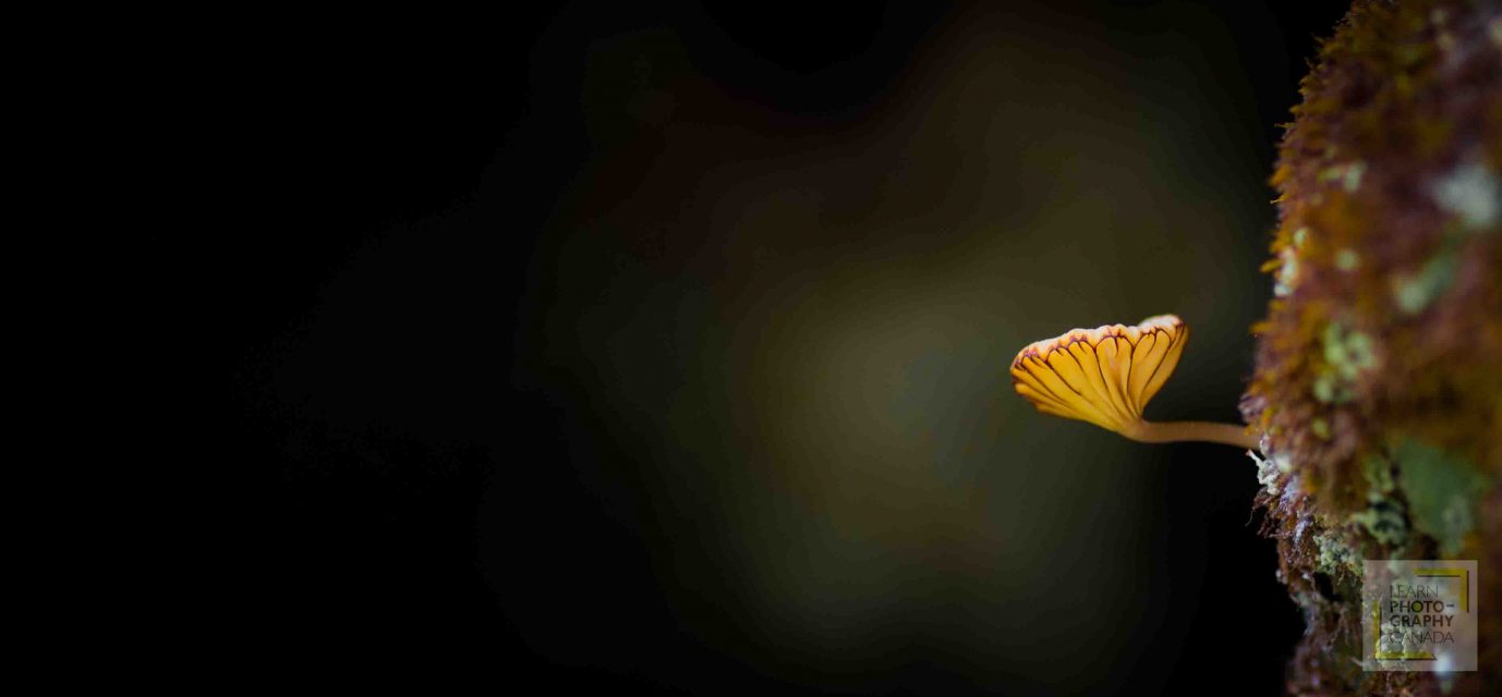 Composition Tip - Using Contrast - Learn Photography Canada